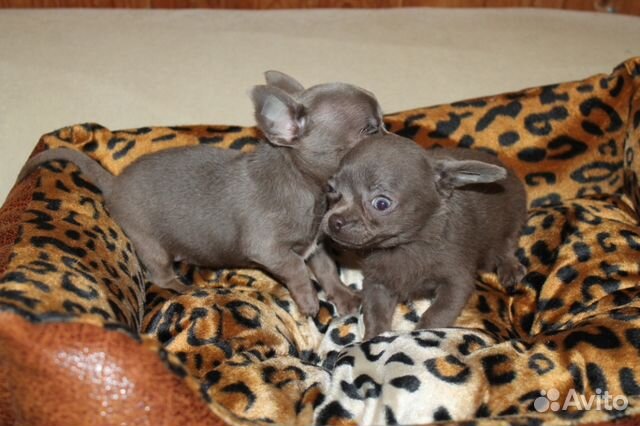 Чихуахуа Сиреневые Бегенотик для состоятельных Мам