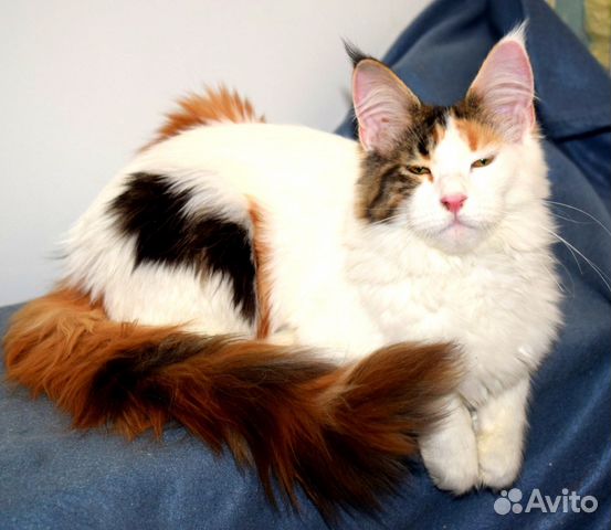 Кошечка мейн кун Эстель