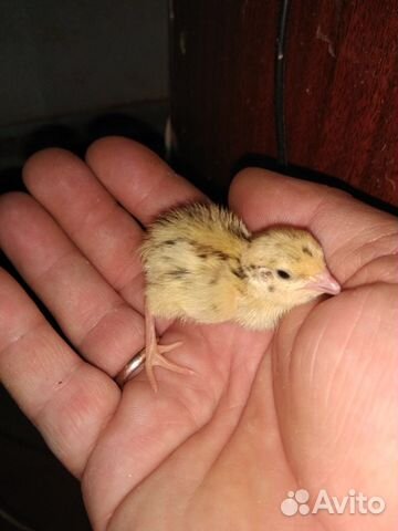 Перепелки Взрослые