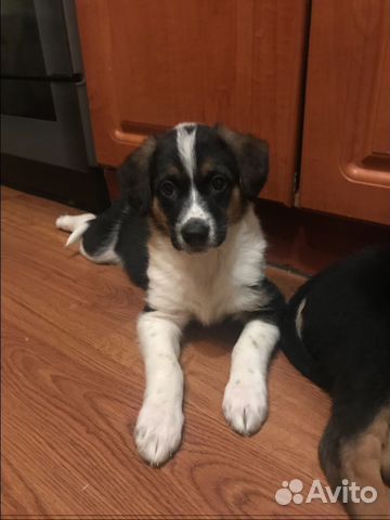 Замечательный щенки ищут своих Пап и мам