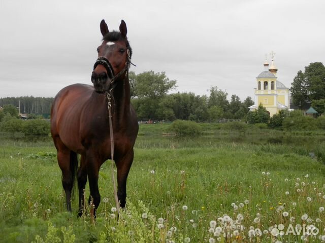 Лошадь в добрые руки