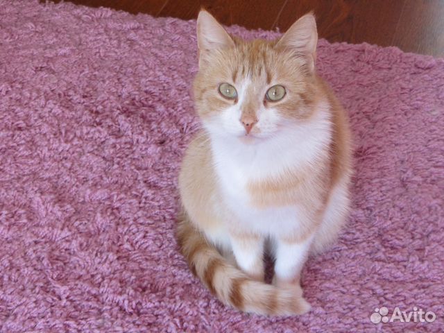 Рыжуля в дар