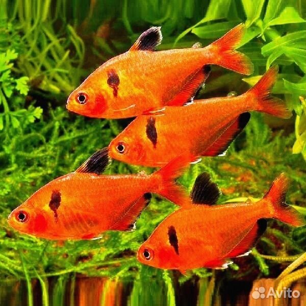 Рыбки минора