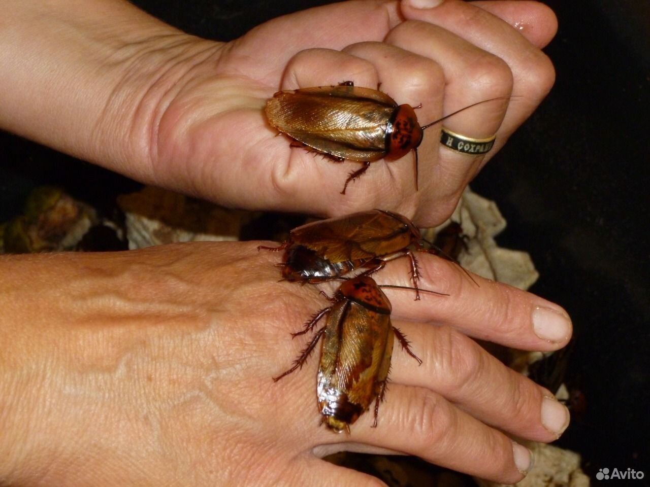 Шеститочечный таракан