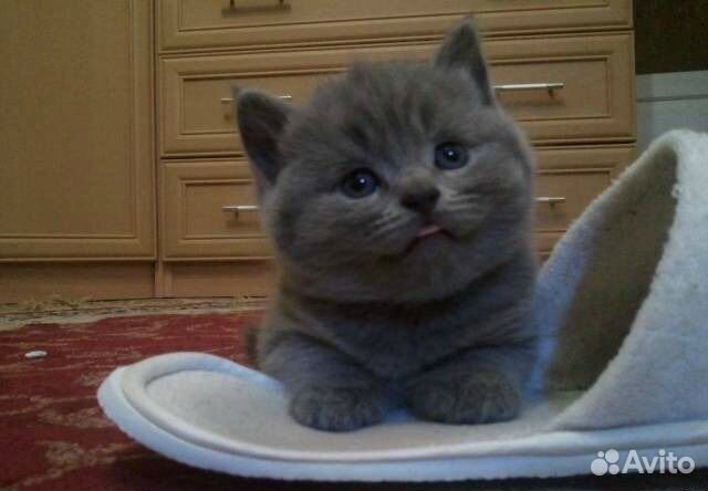 Британские котята