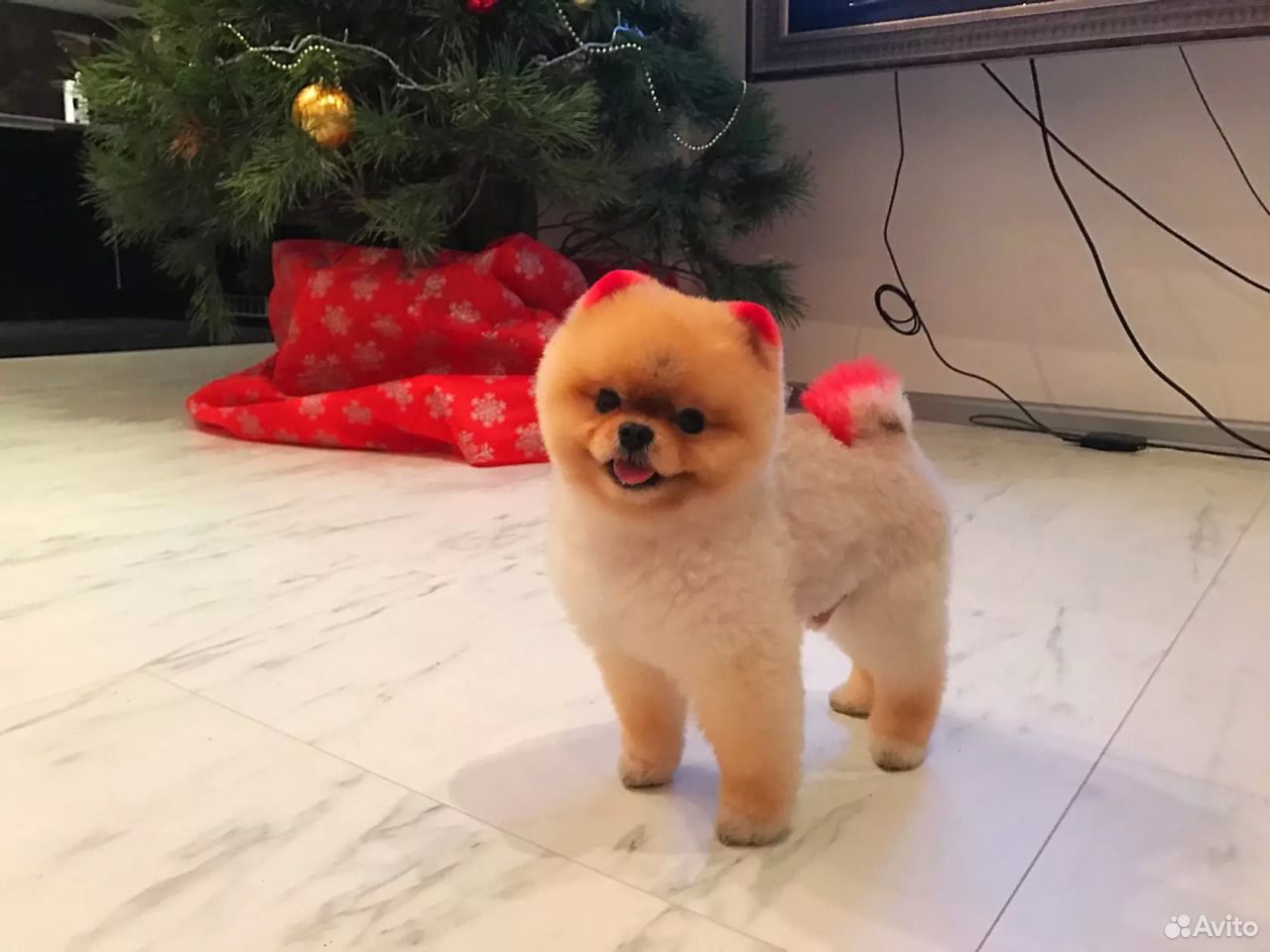 Щенки шпица