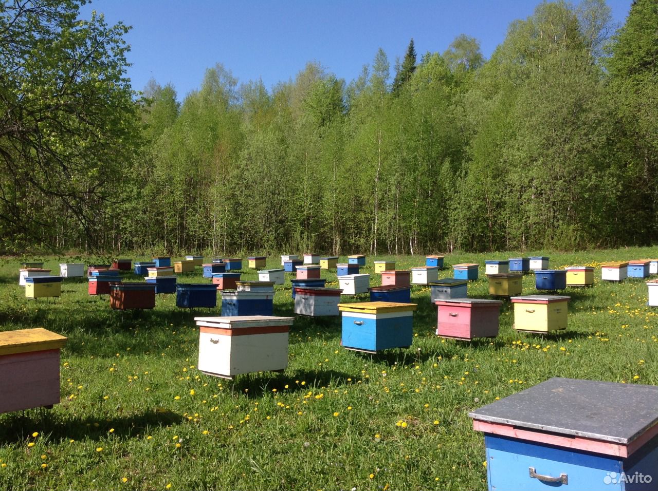 Продажа пчёл