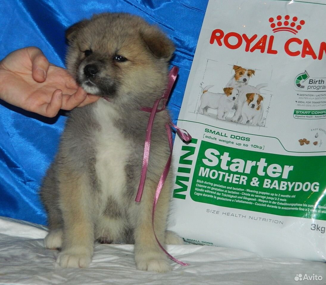 Фредди-Японский парень