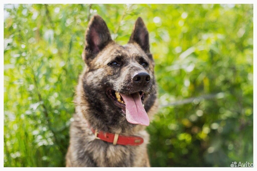 Стеша собака в добрые руки