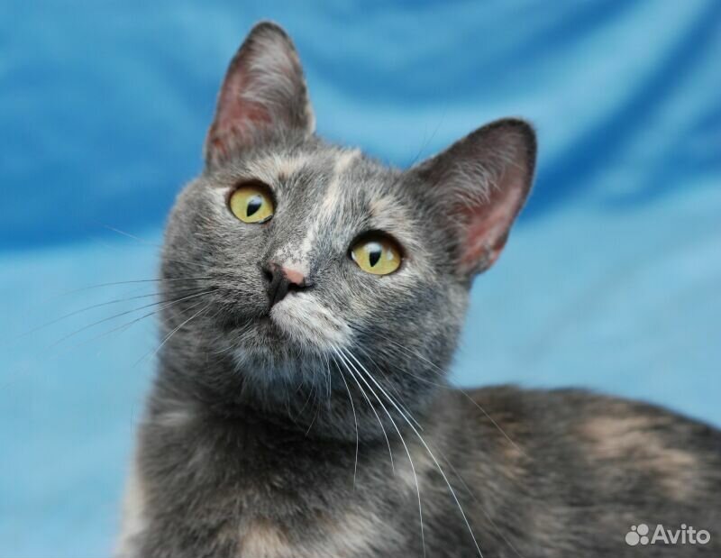 Весна - Вы думаете, что это кошка