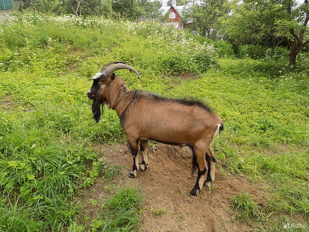 Северокавказский горный козел