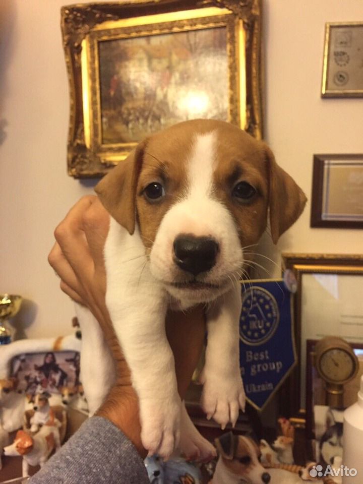 Джек Рассел Терьер Щенки