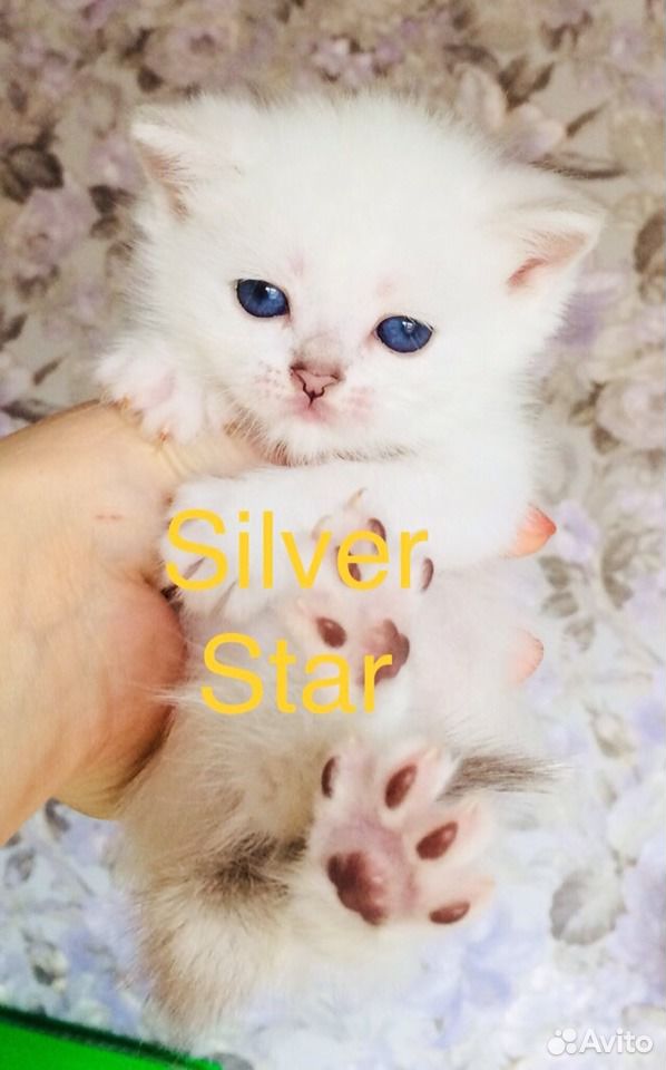 Котенок Silver Star