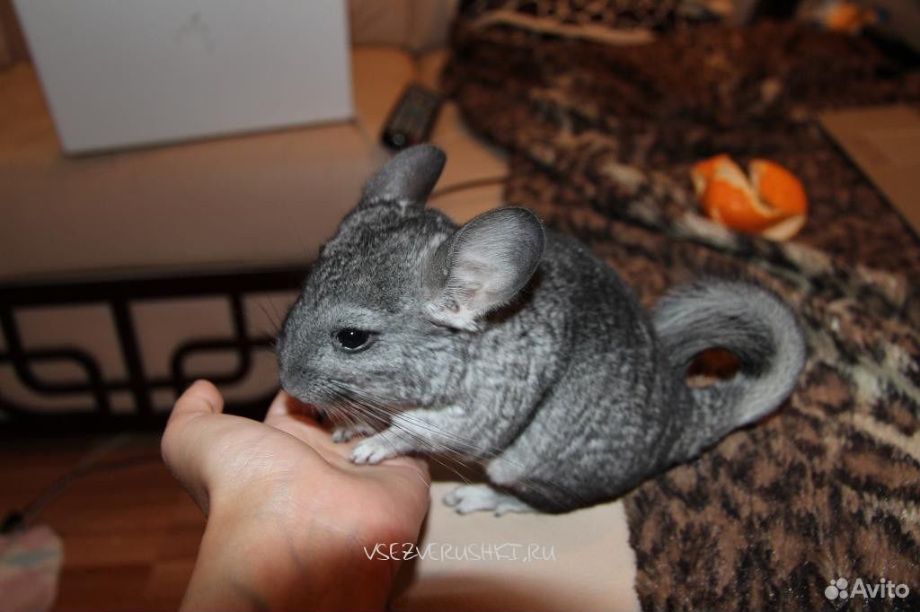 Шиншилла мальчик Эбони средний
