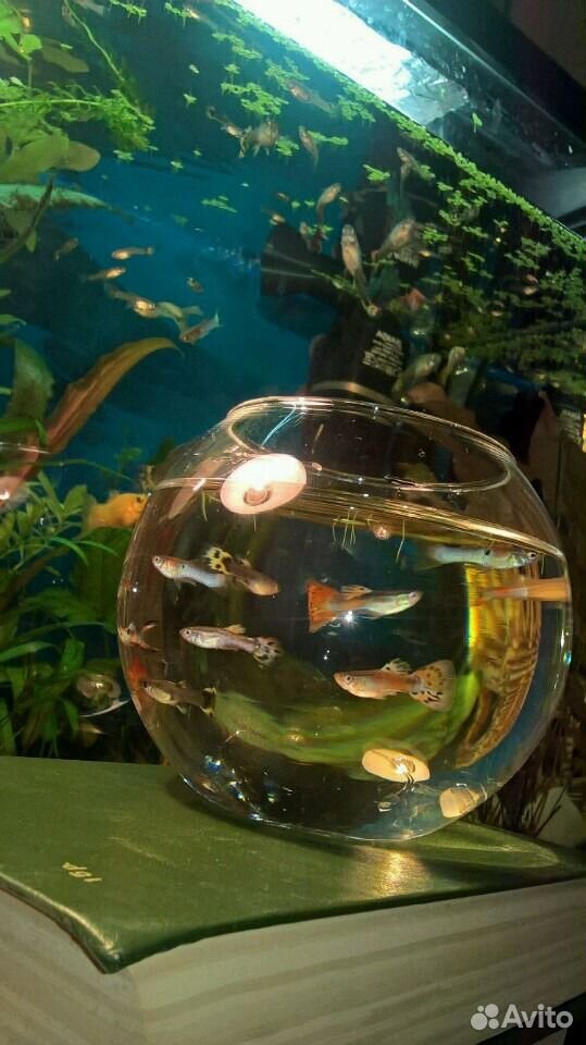 Гуппи, мелании