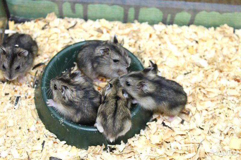 Молодые хомяки джунгарики