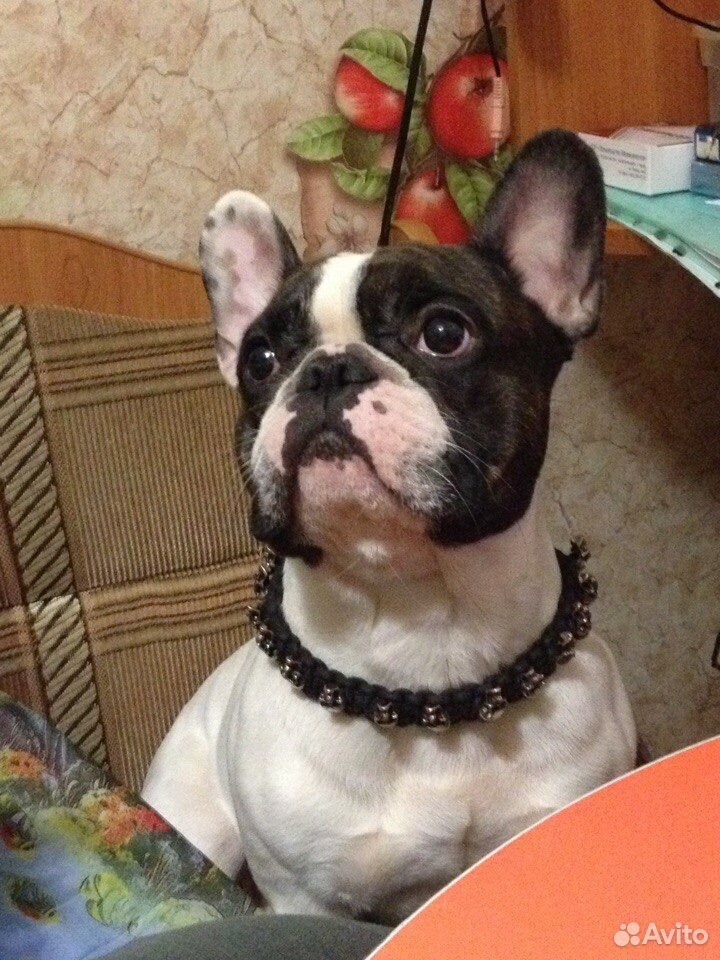 Французский бульдог