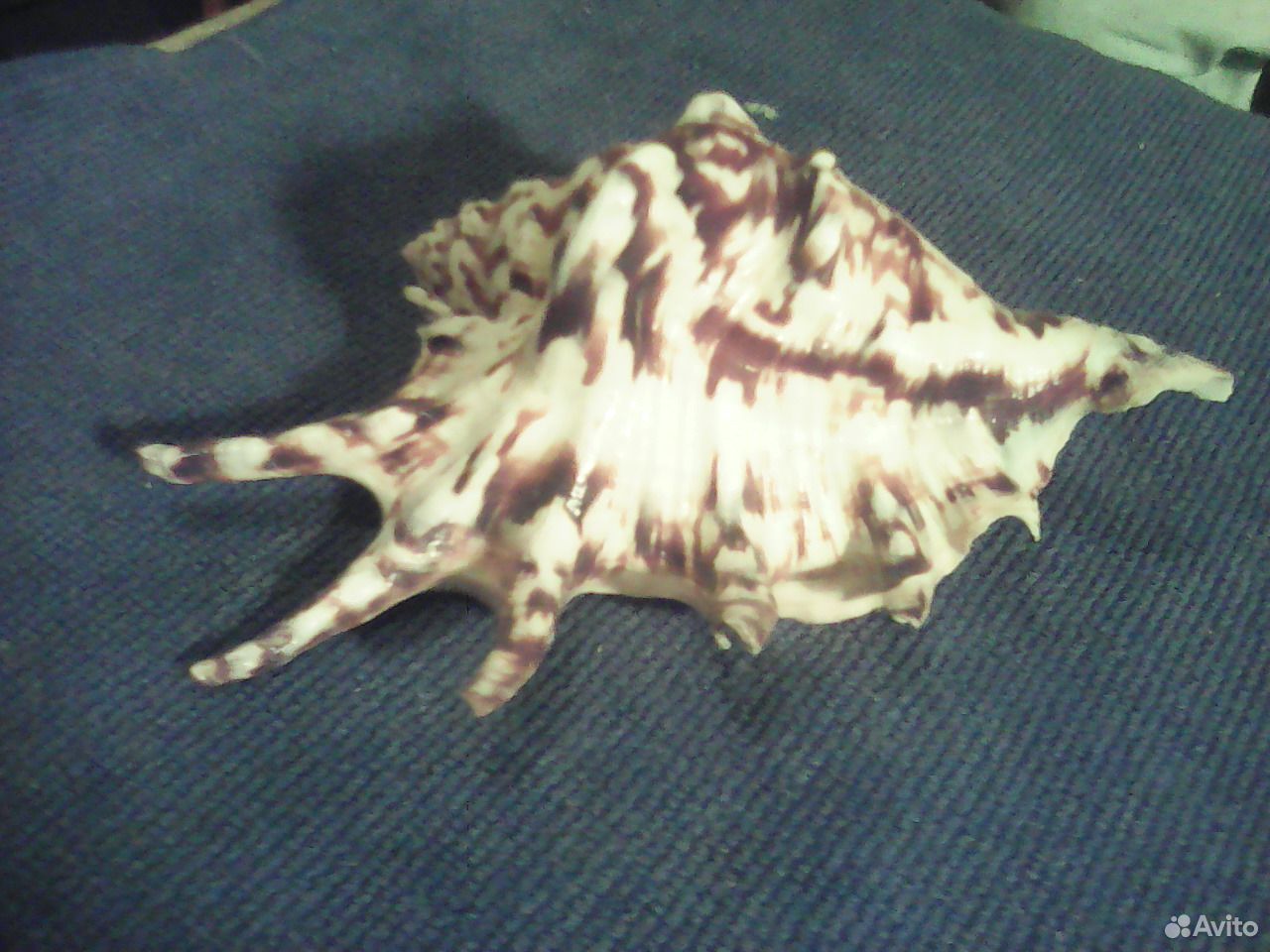 Ракушка океаническая