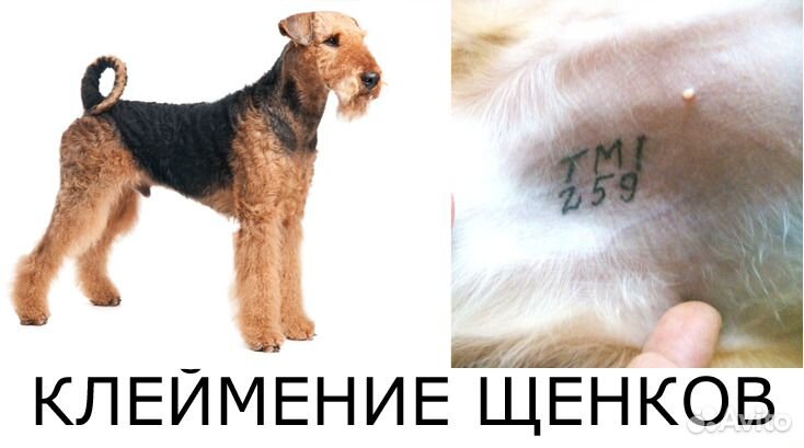Клеймение щенков эрделя и других пород
