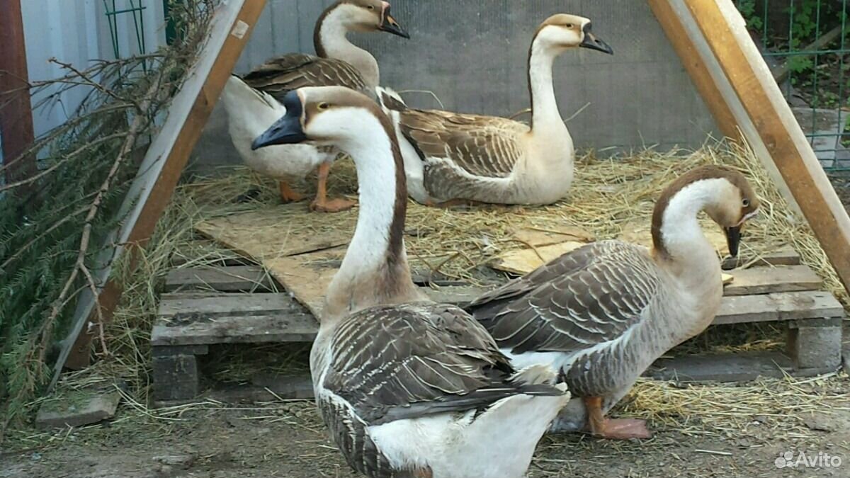 Яйцо инкубационное кубанского гуся