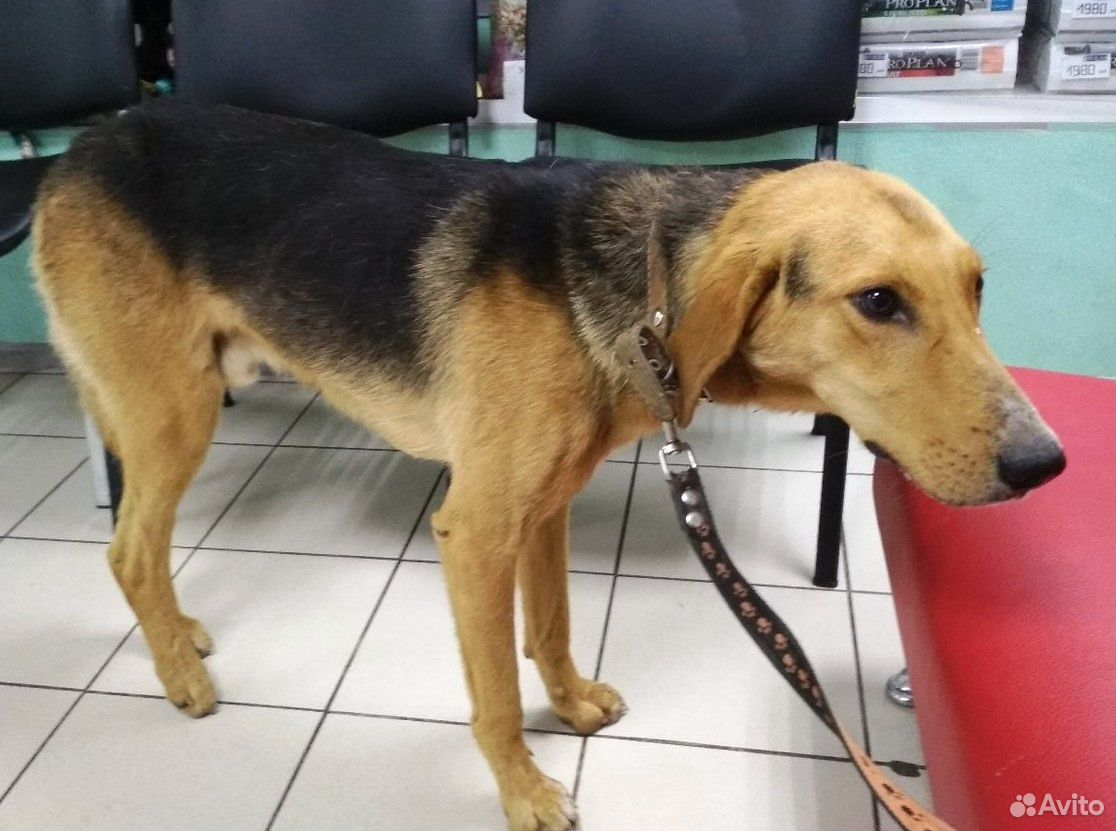 Майк в добрые руки