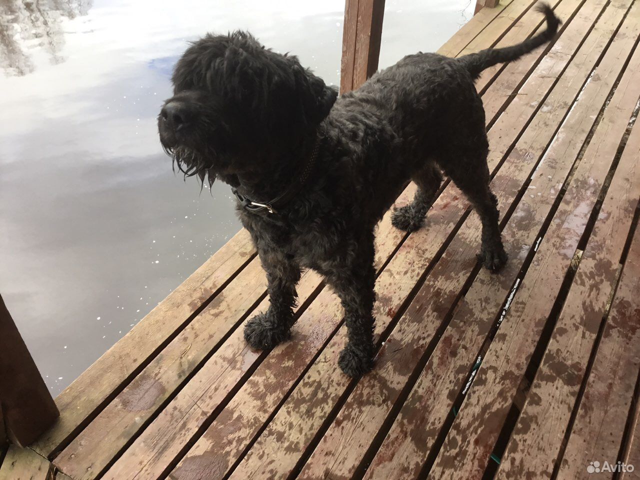 Замечательный пёс Боцман ищет дом