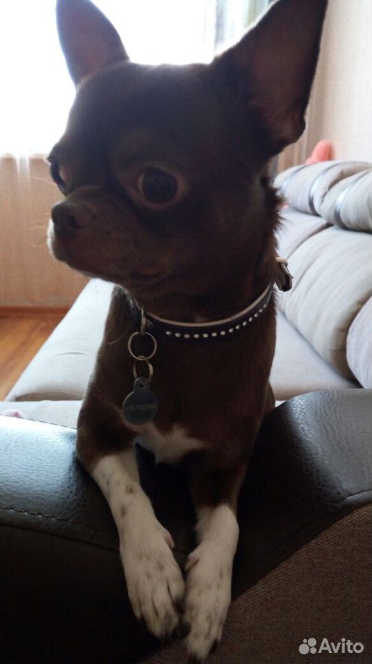 Чихуахуа вязка