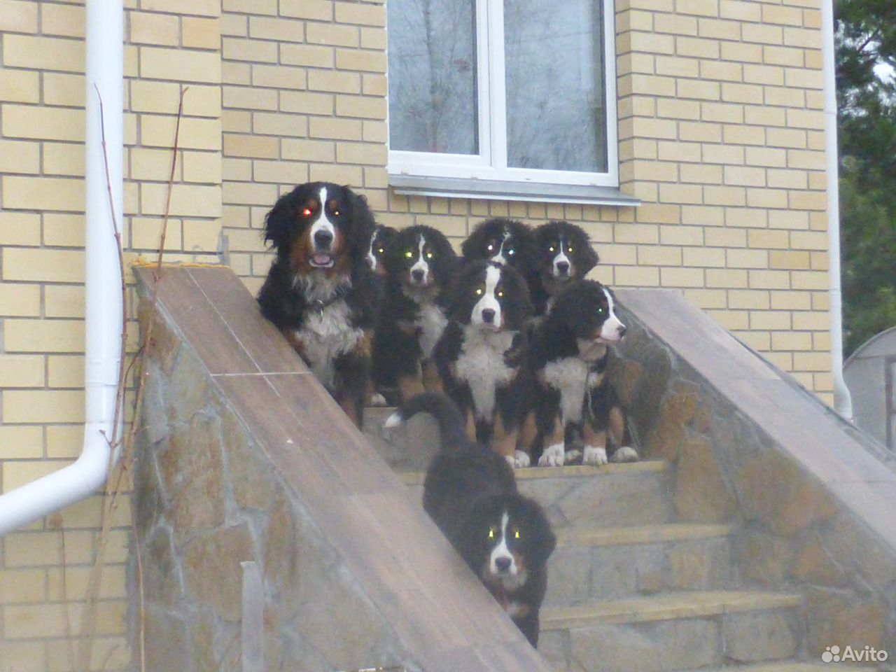 Берно детка