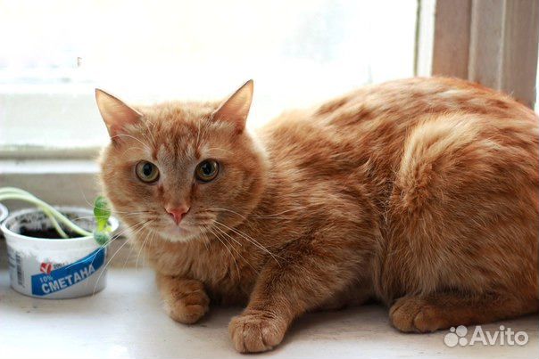 Любителям рыжиков