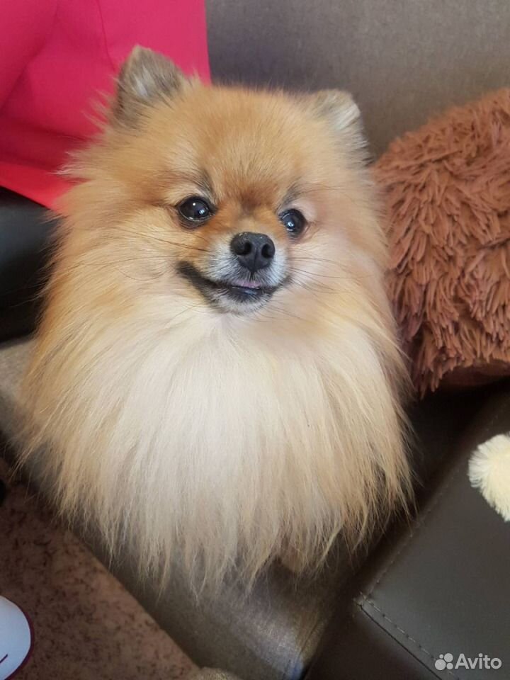 Шпиц миниатюрный вязка