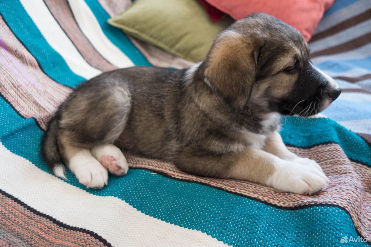 Щенки в добрые руки