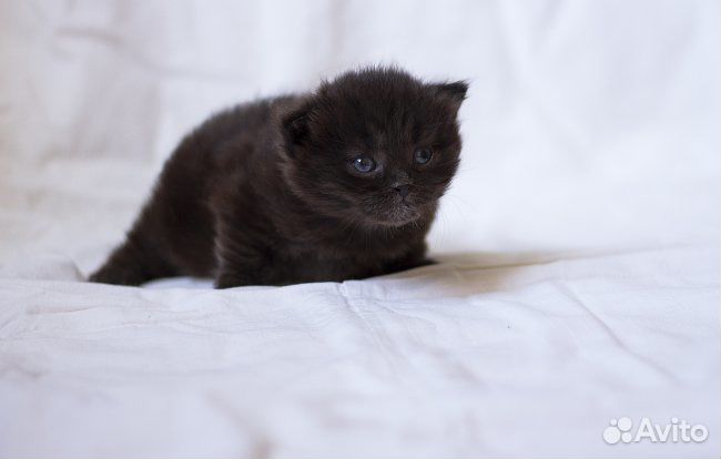 Черные медвежата 1,5 мес