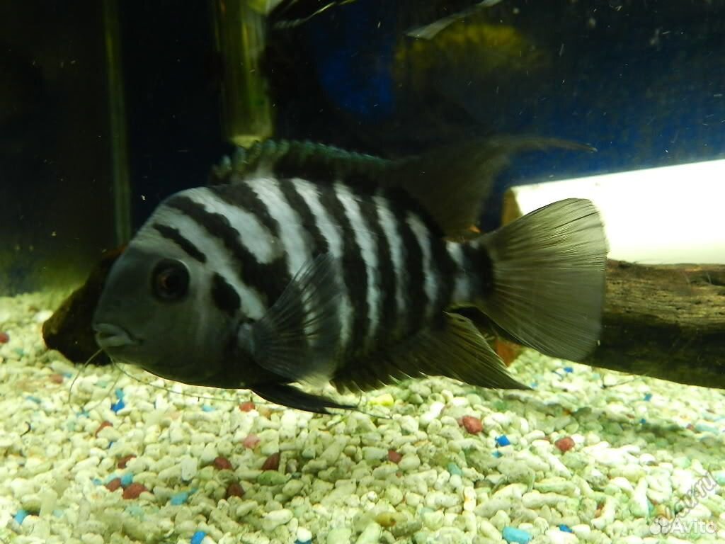 Цихлазома чёрнополосая с доставкой в свао