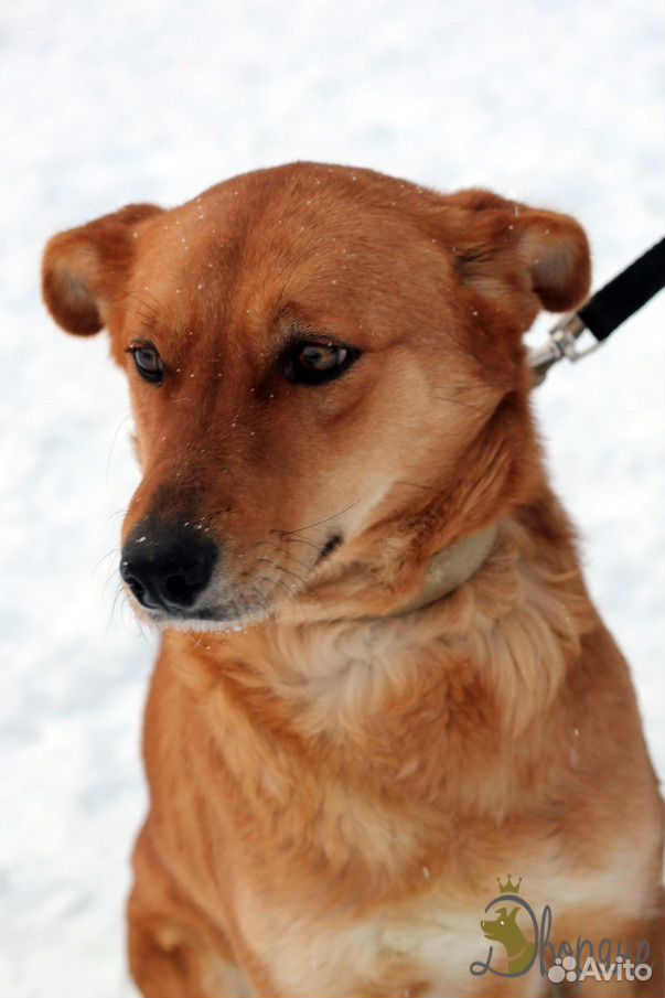 Замечательный пёс Рыжик