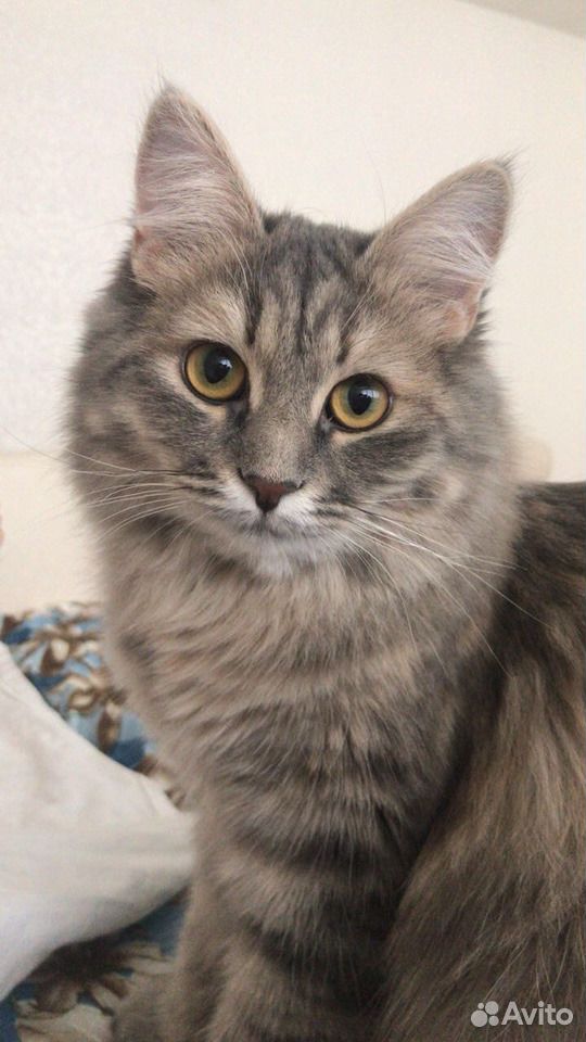 Котята метисы помесь сибирской и мейн куна