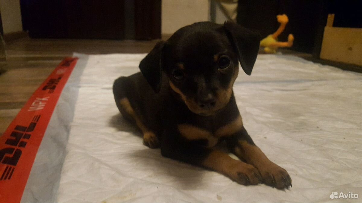 Щенок 4 Той-терьер