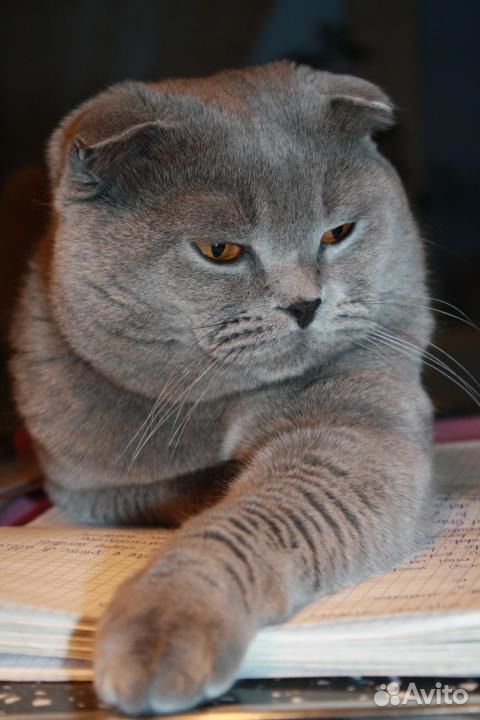 Скоттиш-фолд приглашает кошечку на вязку