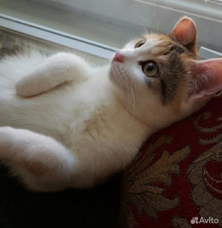 Кошечка Сима 1 год