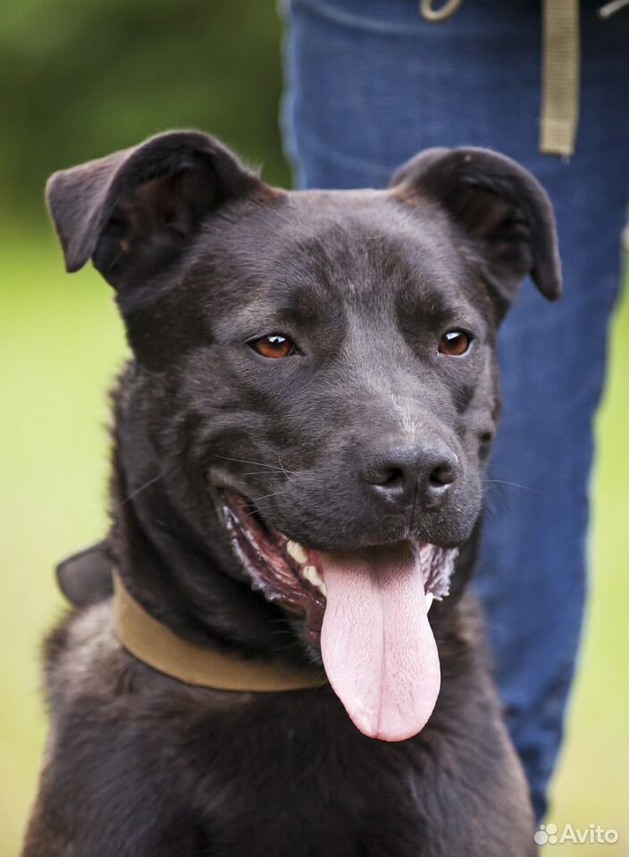 Нежный брутал Декс в поисках дома