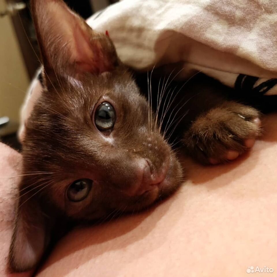 Шоколадный ориентальный котёнок