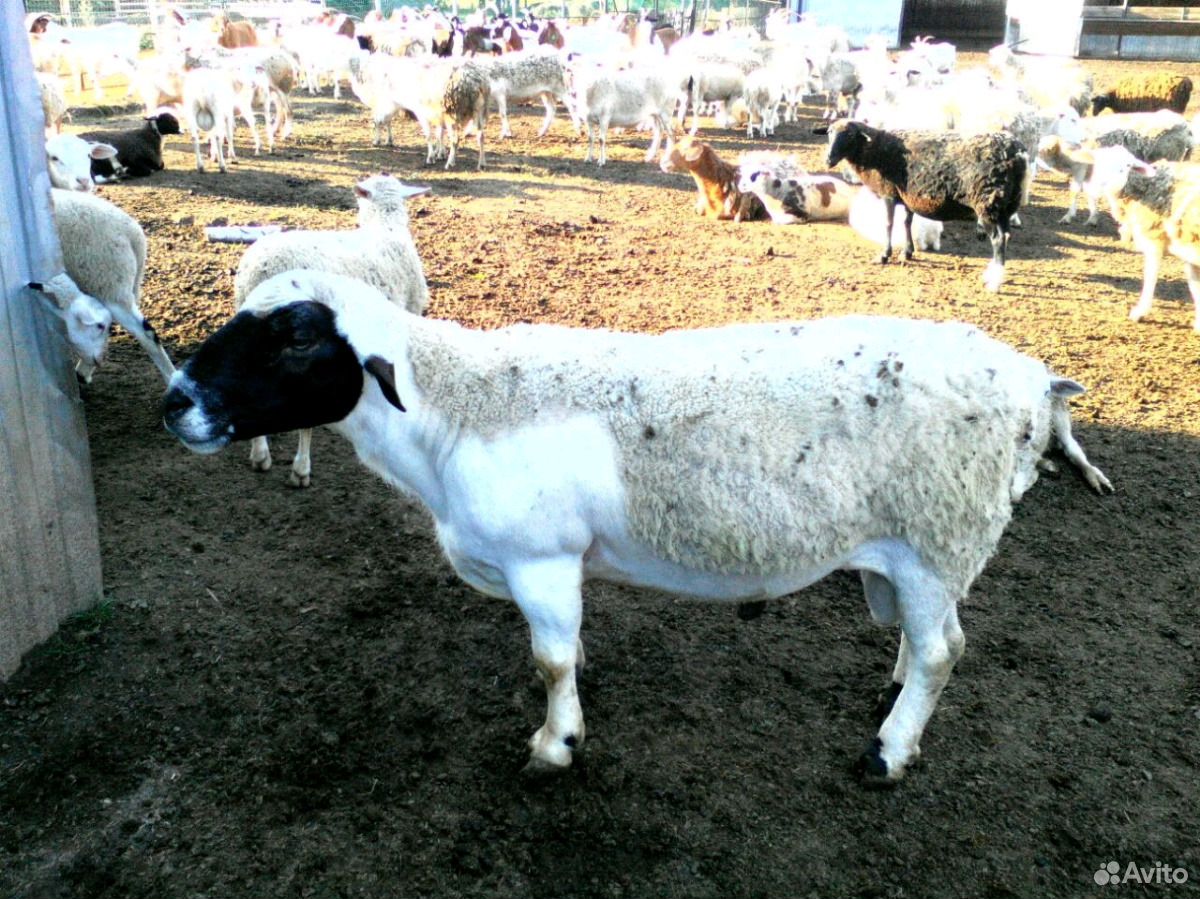 Баран племенной