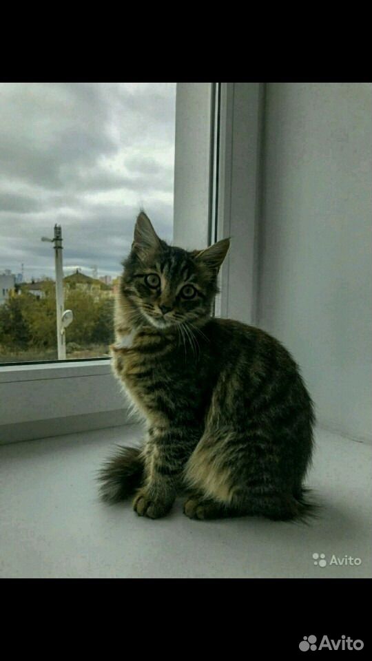 Стерил кошечка