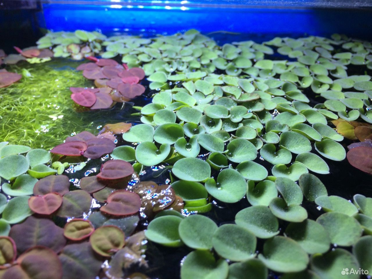 Растения-прополка