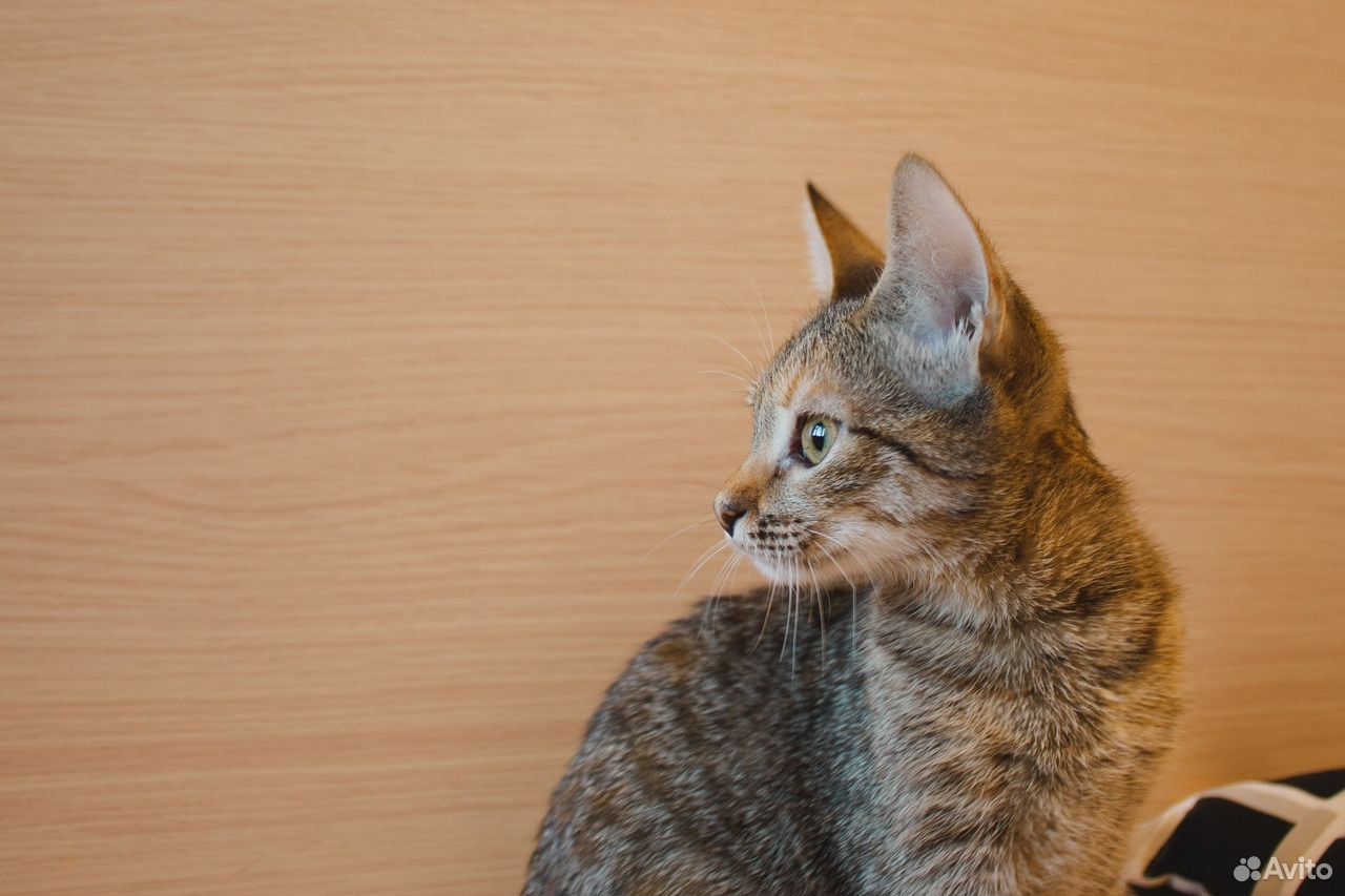 Кошечка Фиби, 1 год (из приюта)