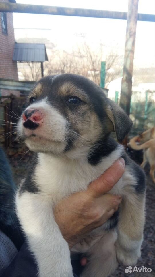 Щенули - красотули