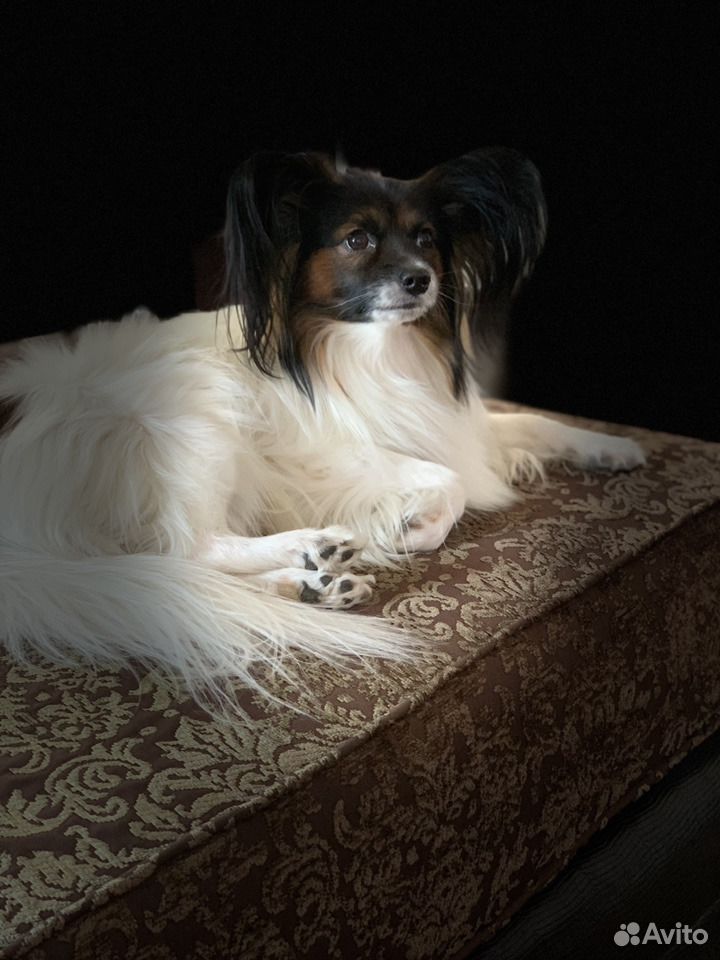 Папийон ищет девочку