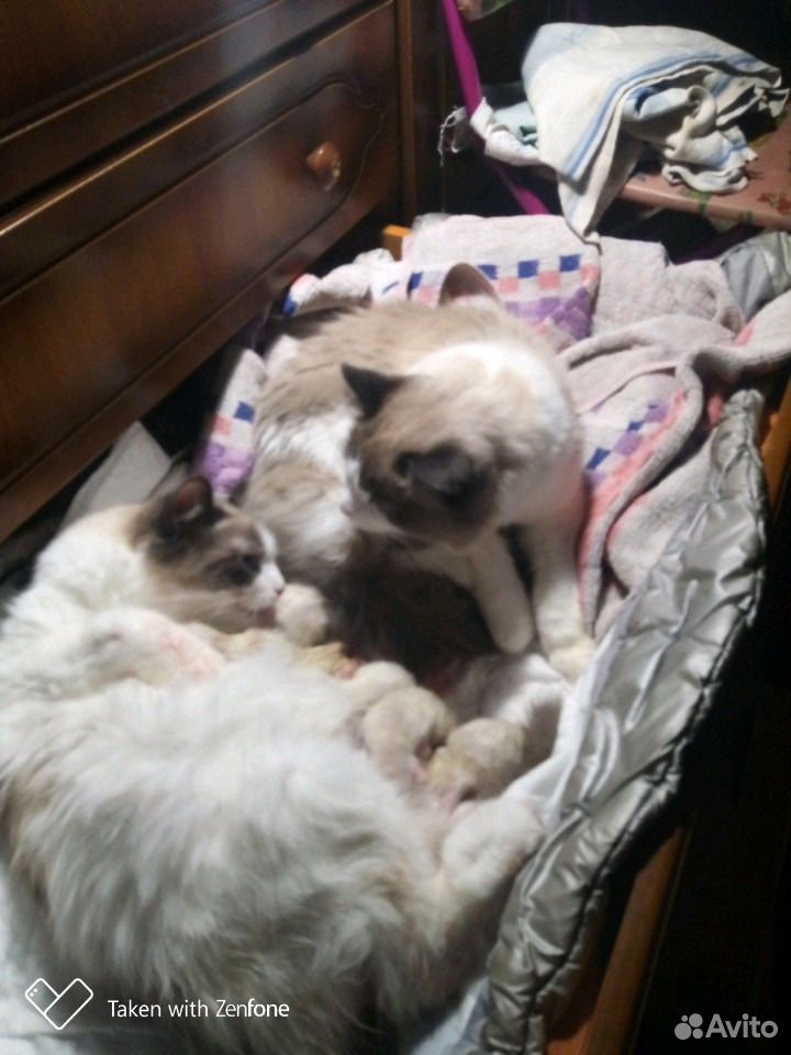 Милашки рэгдолл