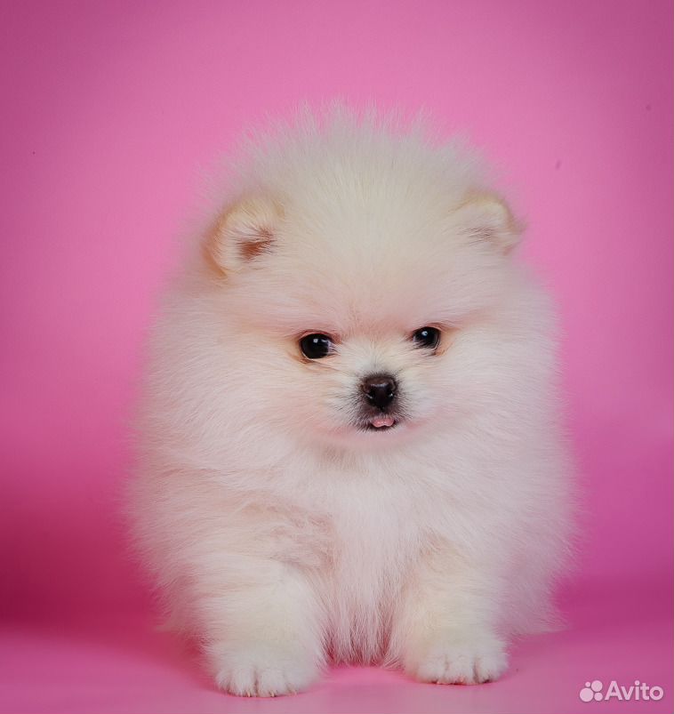 Шпицы Мини Мишки Милашки