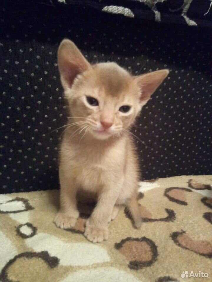 Абиссинский котик