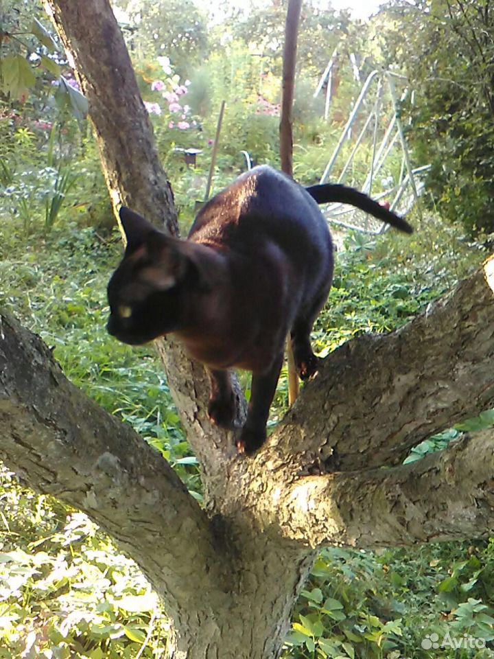 Резервируются котята (девочки) европейской Бурмы